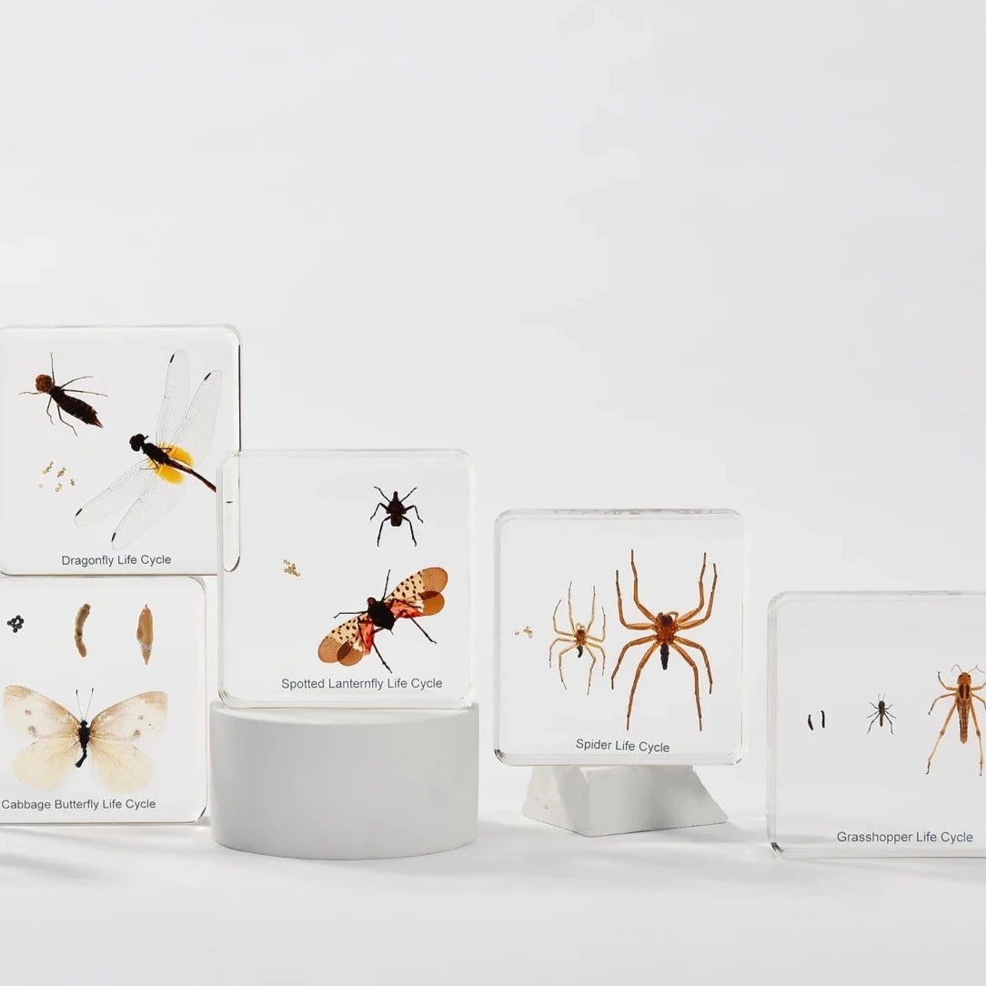 Insect Lifecycle Specimens | Conscious Craft