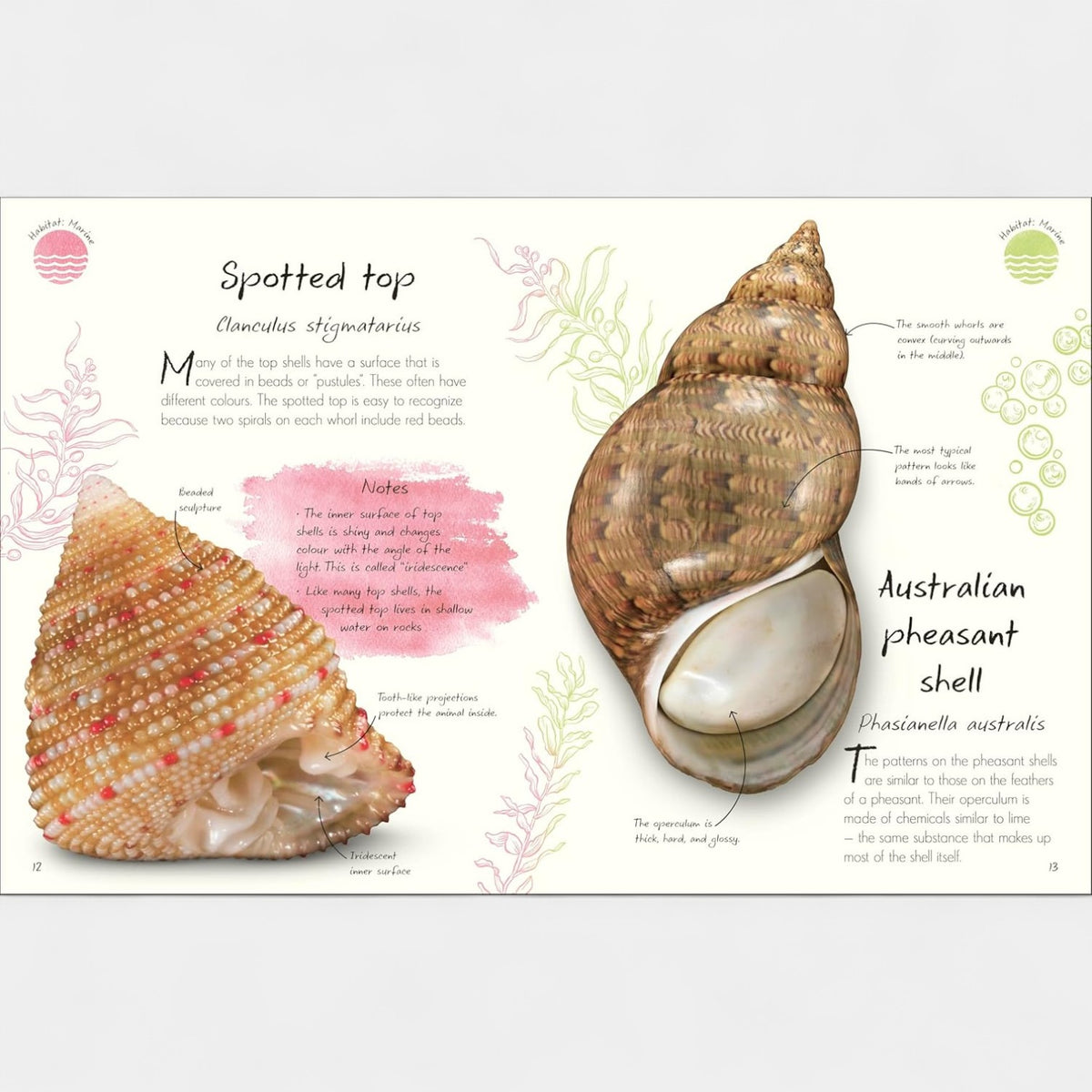 DK Anthology of Shells – Conscious Craft
