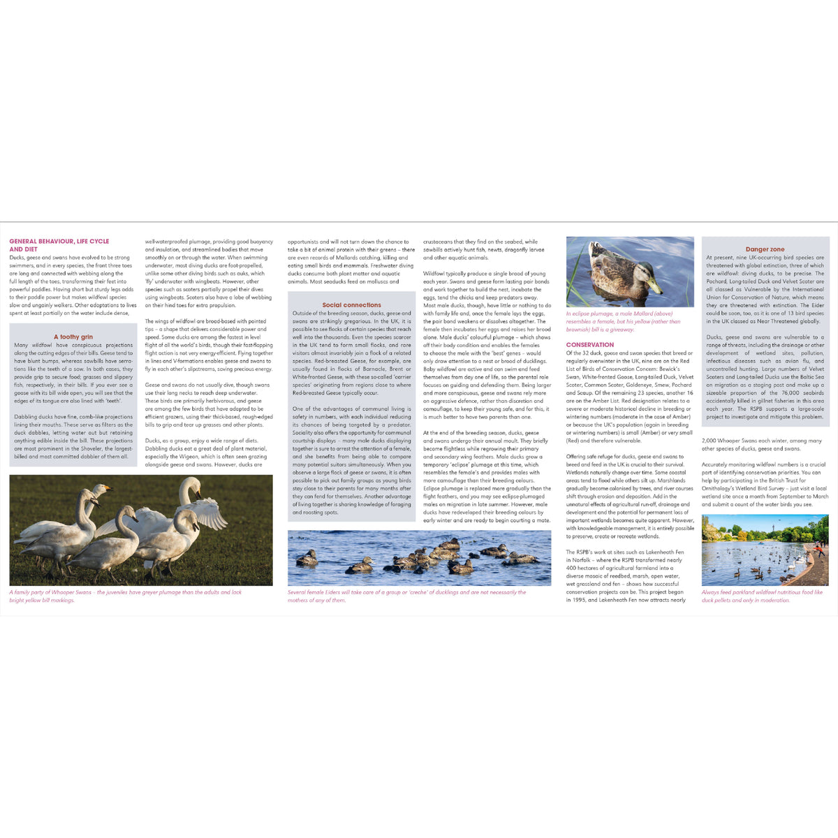 RSPB ID Spotlight: Ducks, Geese and Swans | Conscious Craft