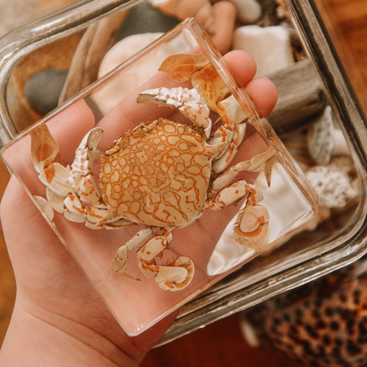 Our Earth Life | Flower Moon Crab Specimen – Conscious Craft