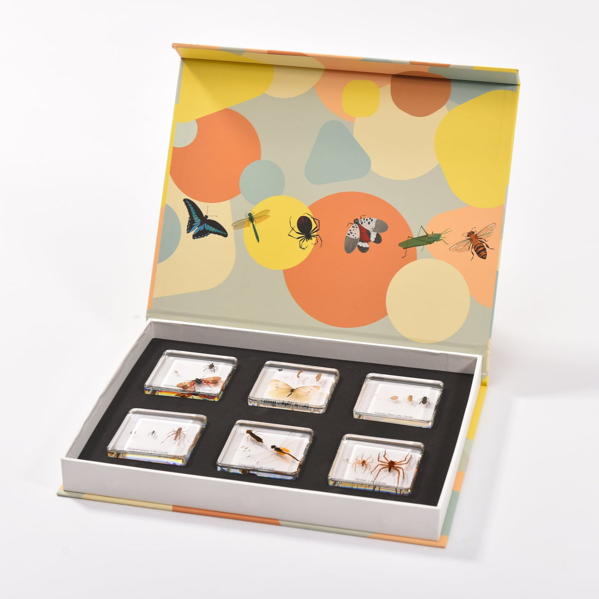 Insect Lifecycle Specimens | Conscious Craft