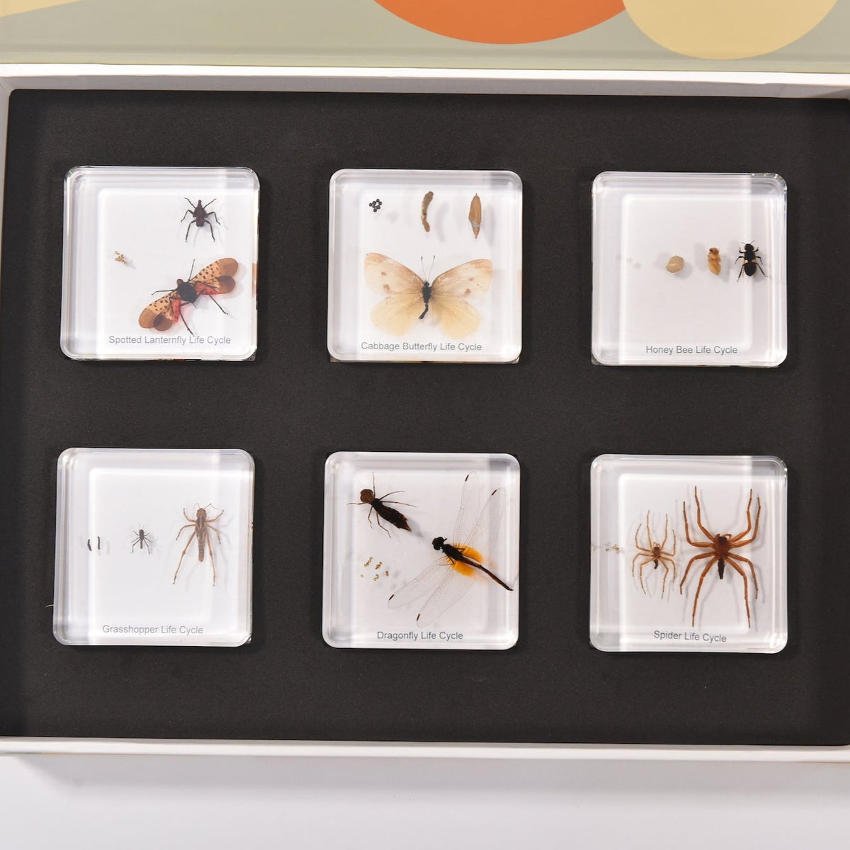 Insect Lifecycle Specimens | Conscious Craft