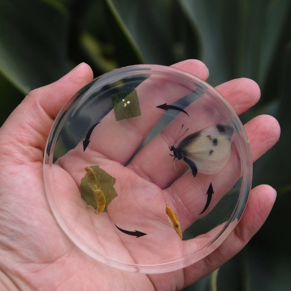 Our Earth Life | Lifecycle of A Cabbage Butterfly Specimen Disc ...