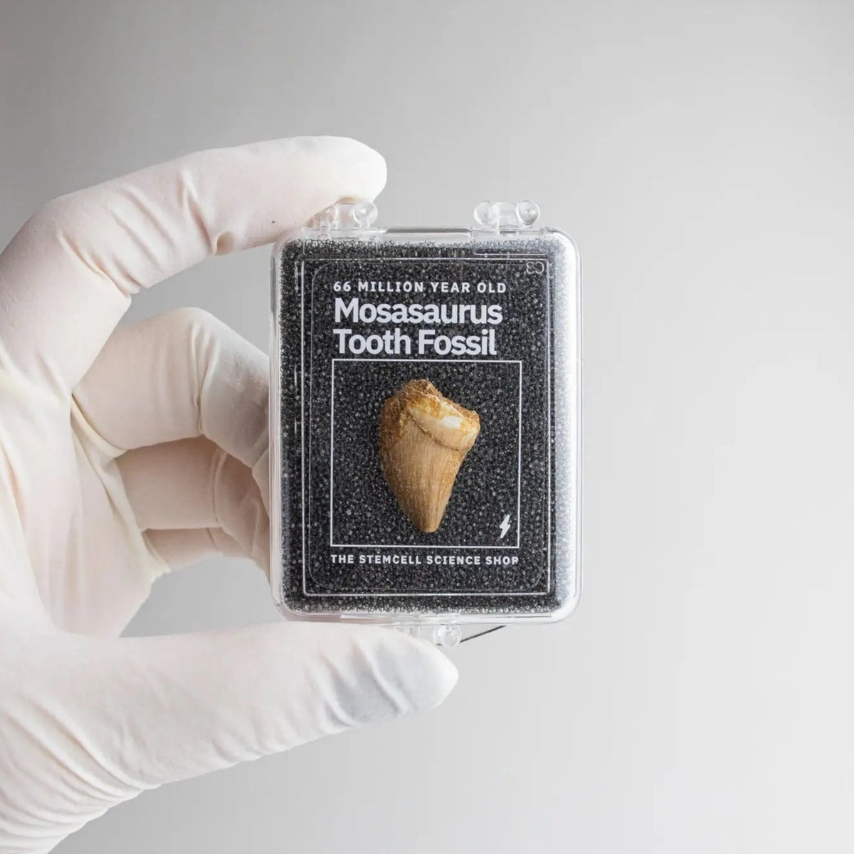 Mosasaurus Tooth | Conscious Craft