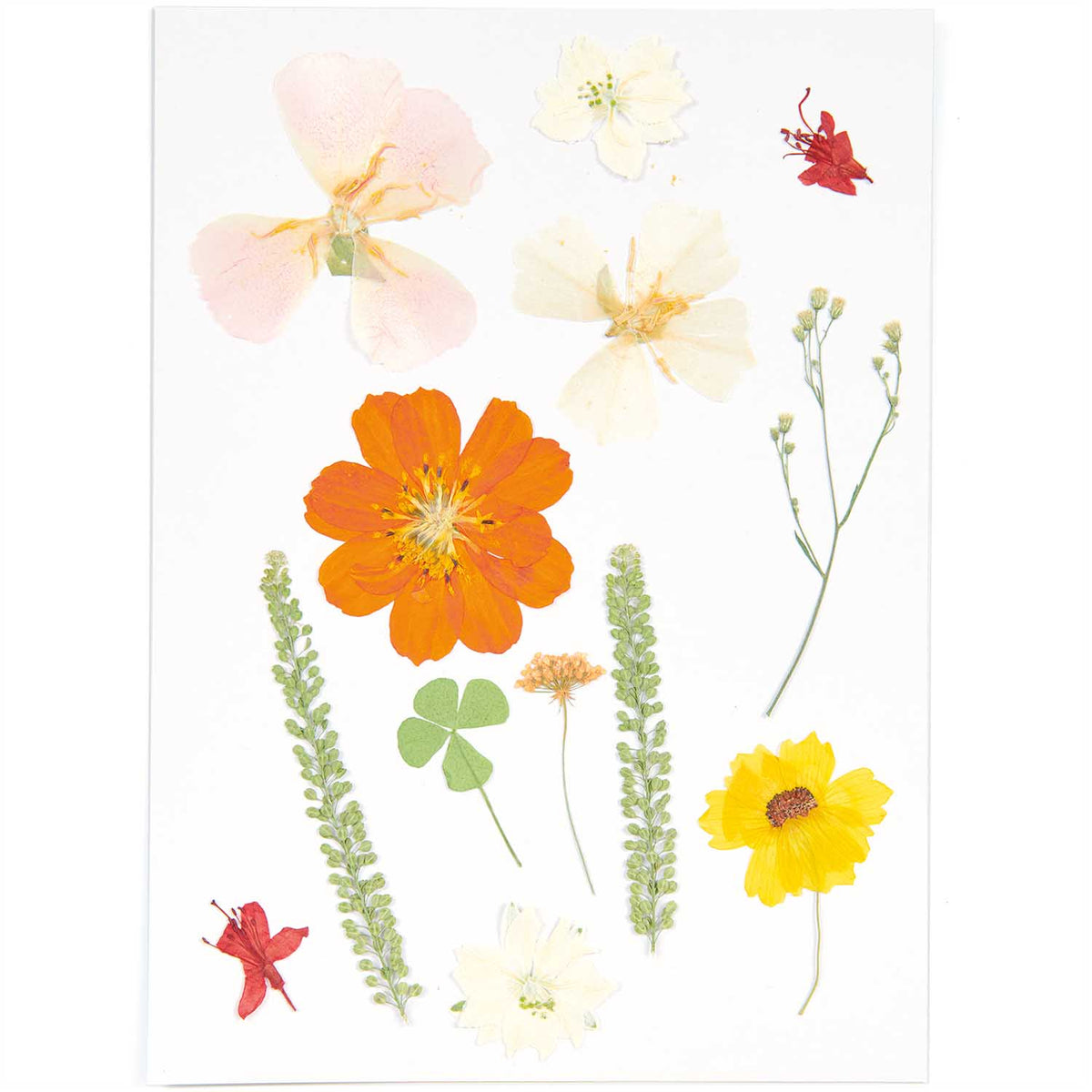 Pressed Flower Set | Natural Orange – Conscious Craft