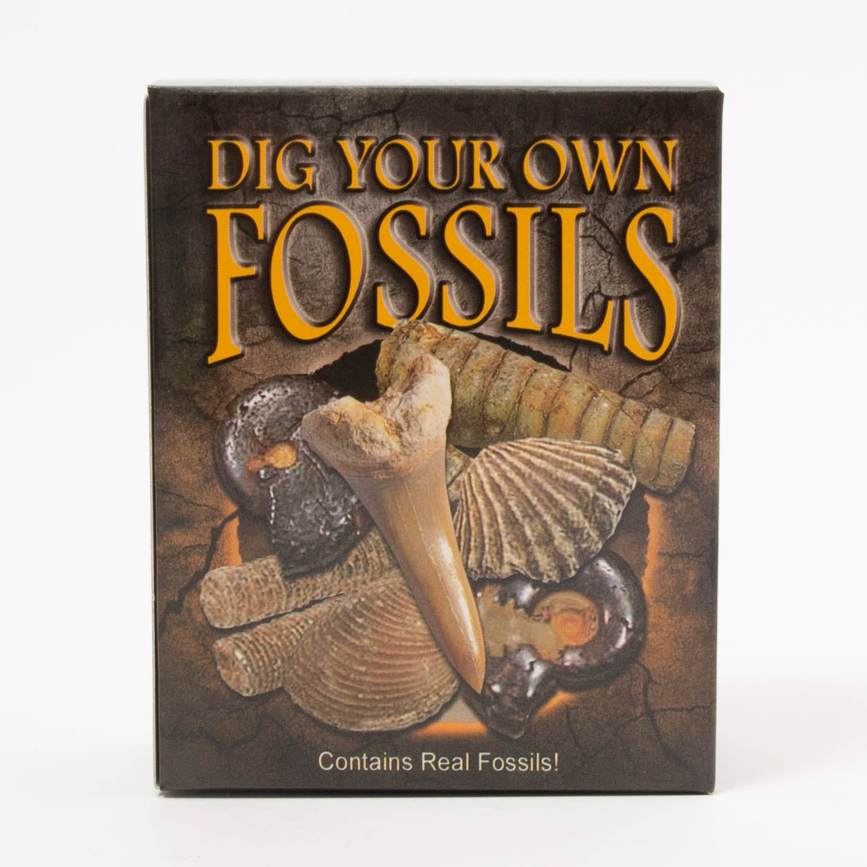 Dig Your Own Fossils | Conscious Craft