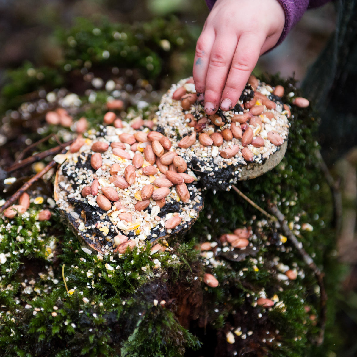 Make a Pizza for the Birds Kit | Conscious Craft