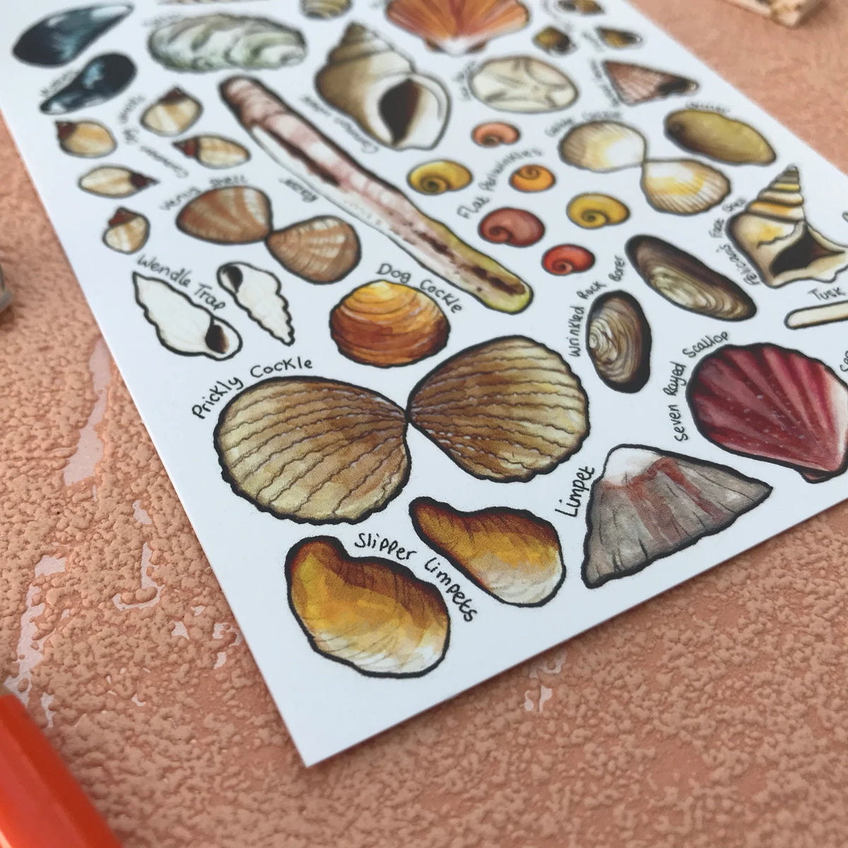 Alexia Claire | Seashells of Britain | Postcard | Conscious Craft