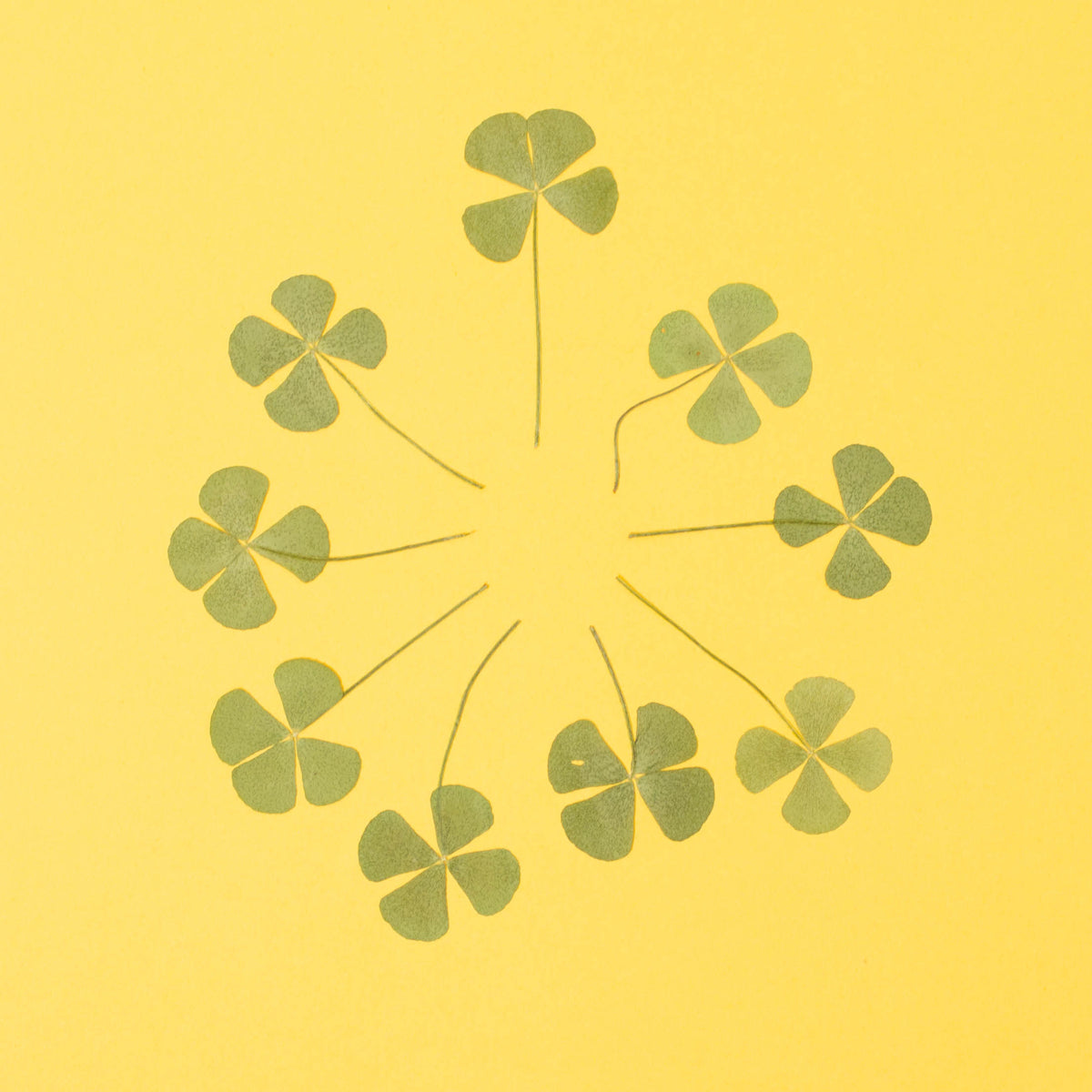 Pressed Flower |Four-leaf Clover | Conscious Craft