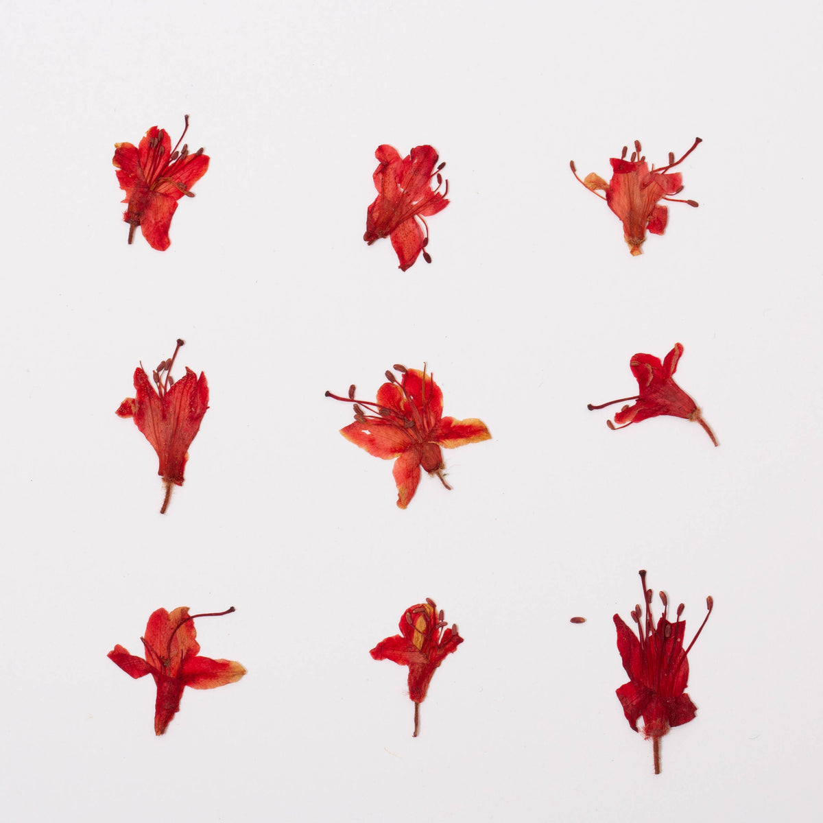 Pressed Flower | Azalea | Conscious Craft