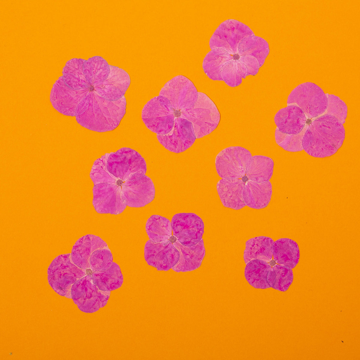 Pressed Flower | Hydrangea Pink | Conscious Craft
