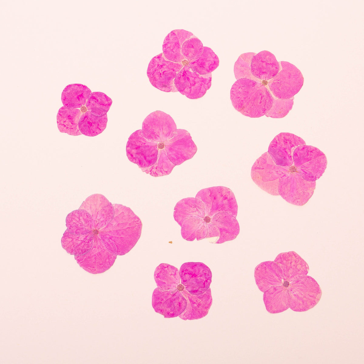 Pressed Flower | Hydrangea Pink | Conscious Craft