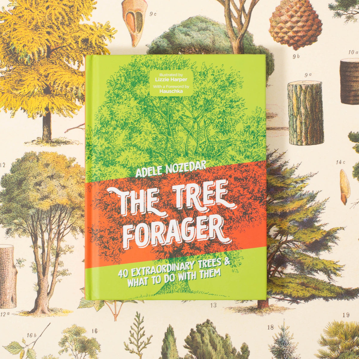 Tree Forager | Conscious Craft